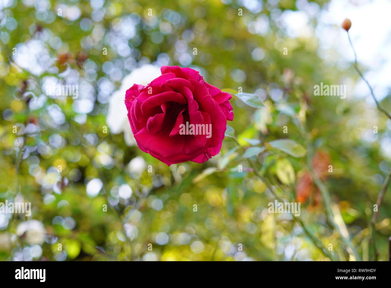 Striking rose hi-res stock photography and images - Alamy