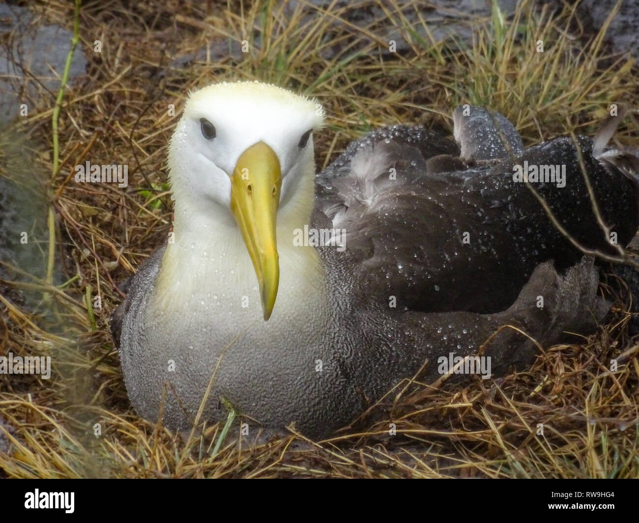 A close up of a waved albatross nesting on the ground looking towards ...