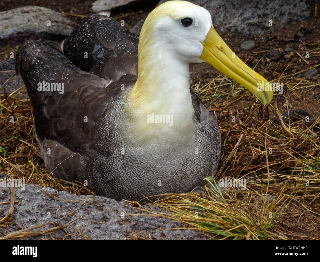Albatros bird on ground hi-res stock photography and images - Alamy