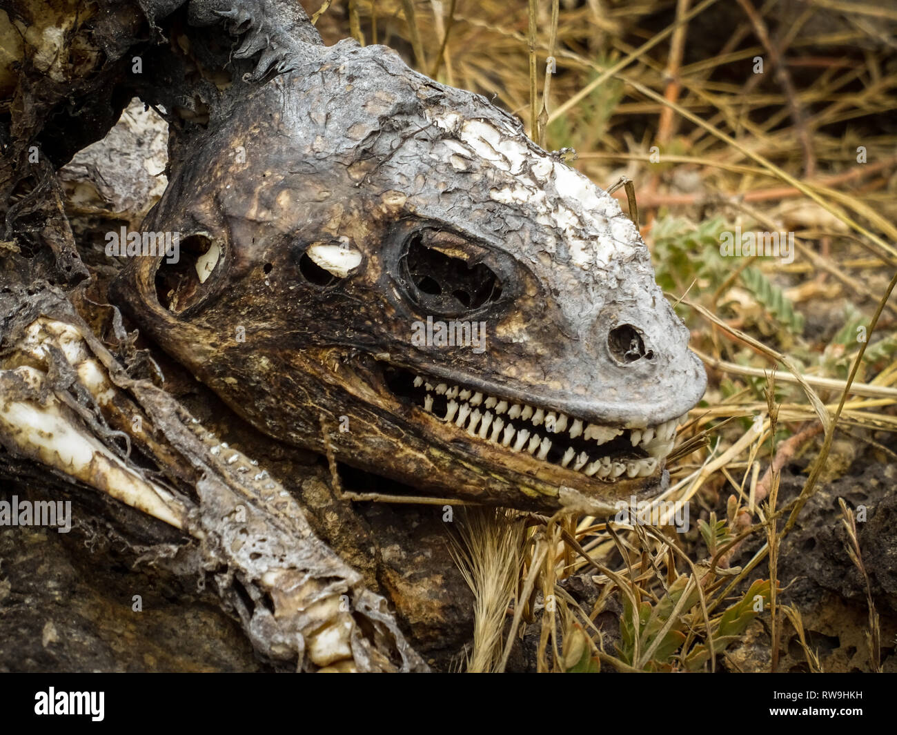 A close up of a dead and rotting corpse of land iguana on the Galapagos ...
