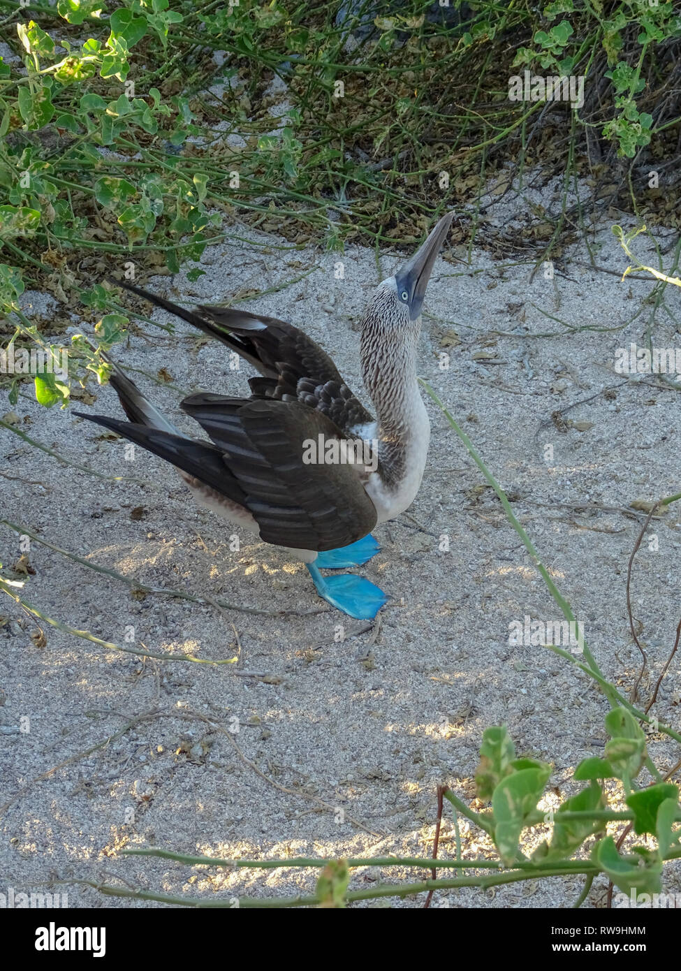 Mating pose hi-res stock photography and images - Alamy