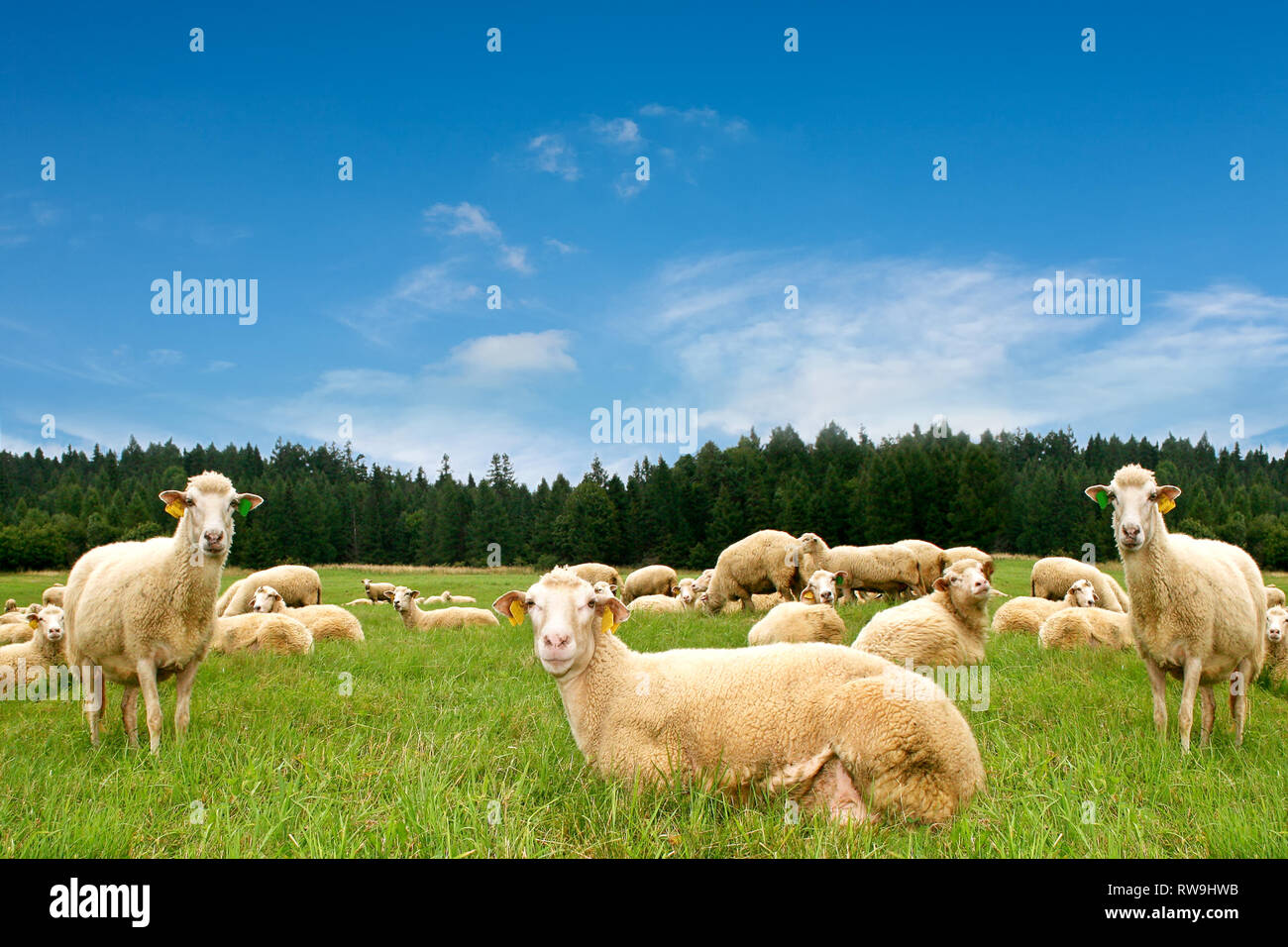 Herd with lots of sheep Stock Photo - Alamy