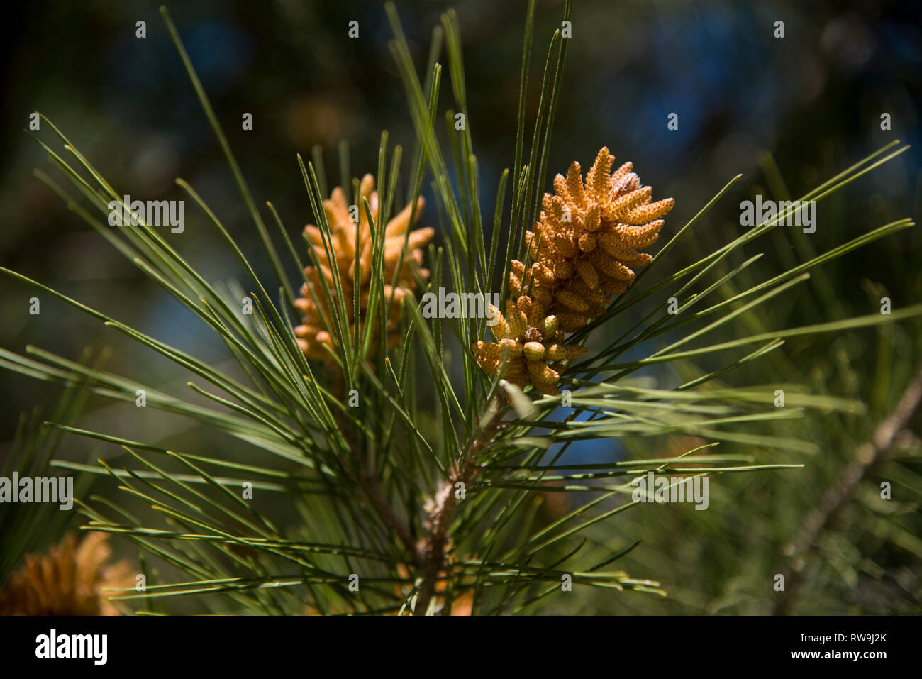 Fir sap hi-res stock photography and images - Alamy