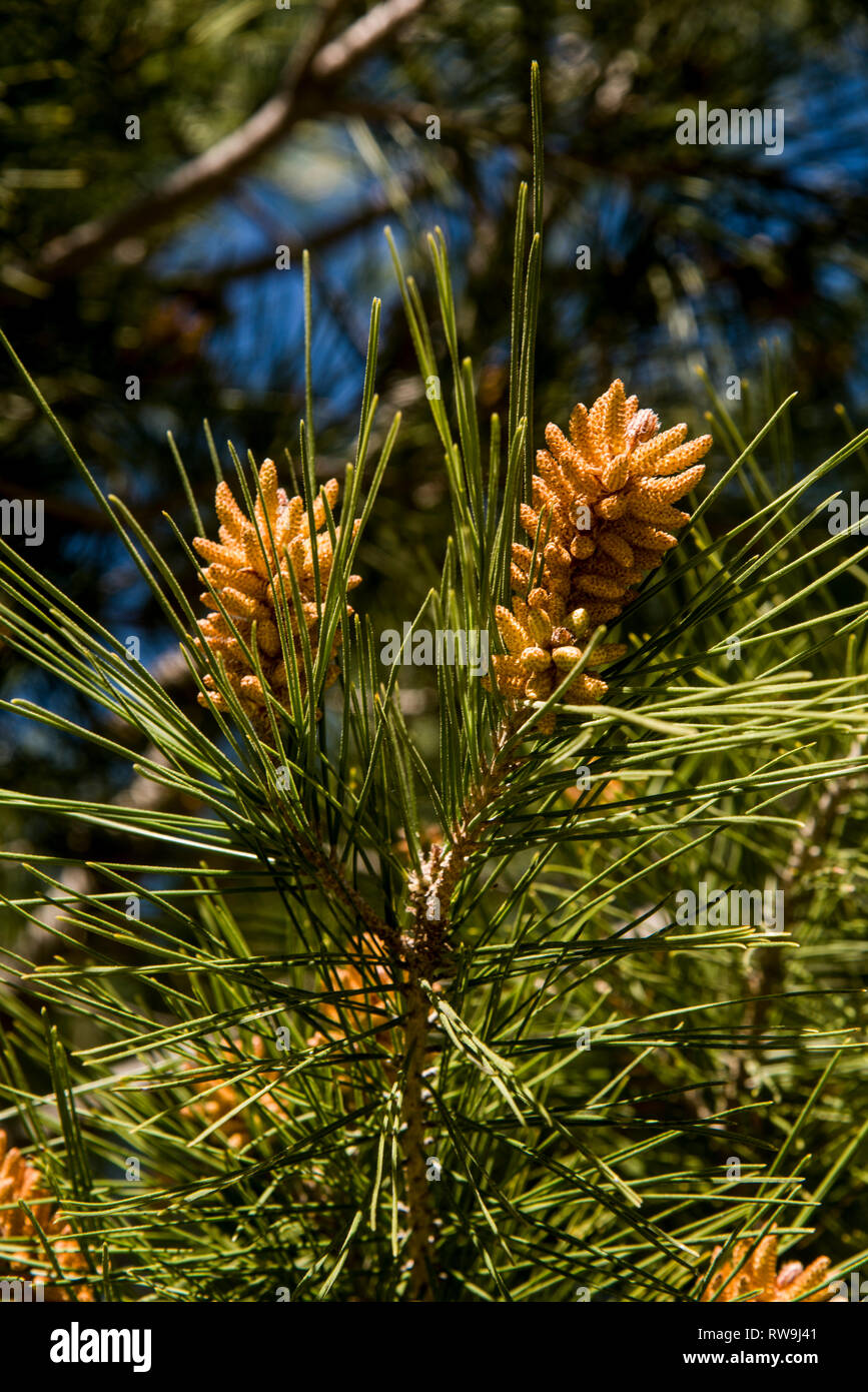Fir Sap High Resolution Stock Photography and Images - Alamy
