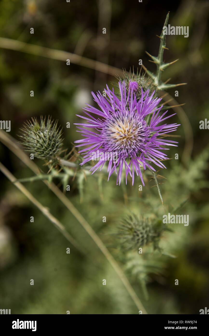 delicate flower of wild thistle Stock Photo - Alamy
