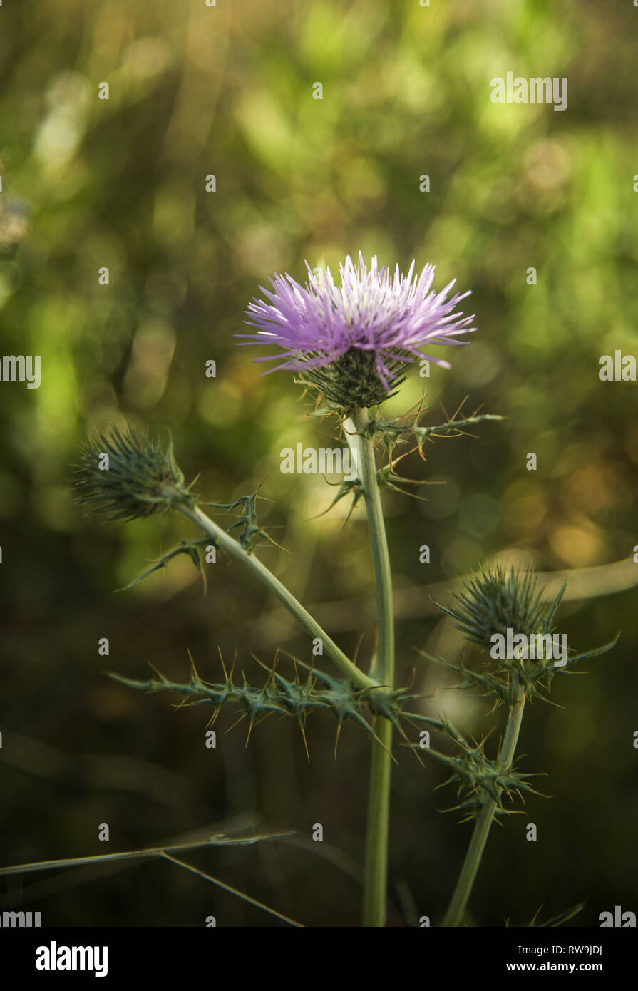 delicate flower of wild thistle Stock Photo - Alamy