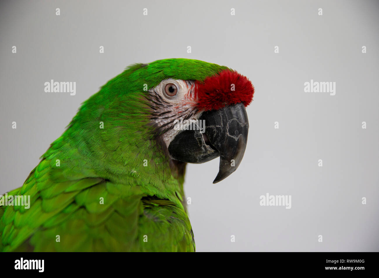 Military Macaw - Ara militaris, large beautiful green parrot Stock ...