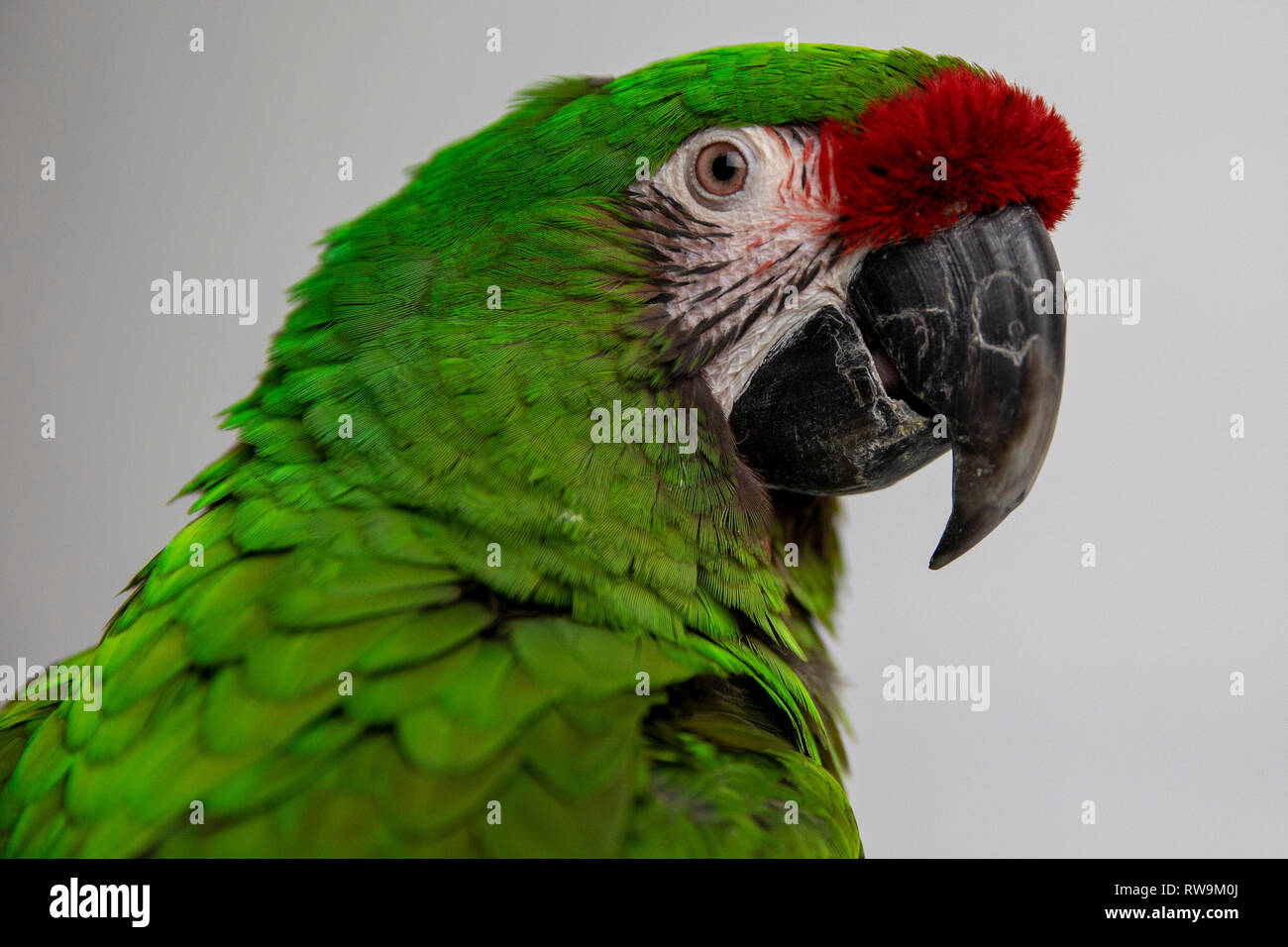 Military Macaw - Ara militaris, large beautiful green parrot Stock ...