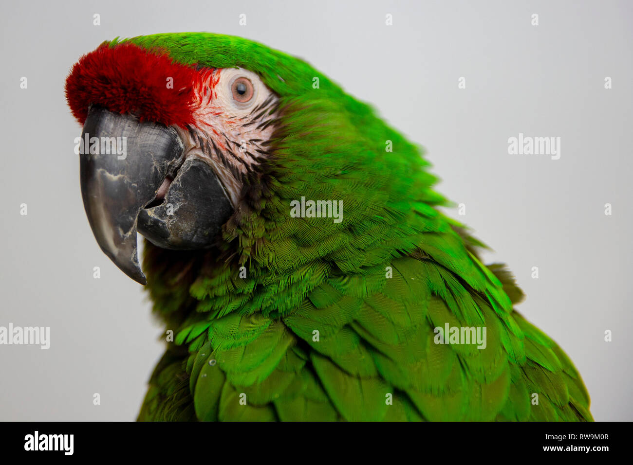 Military Macaw - Ara militaris, large beautiful green parrot Stock ...