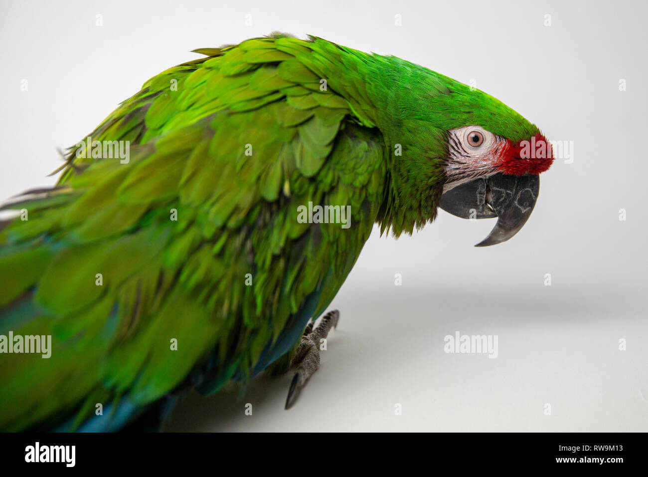 Military Macaw - Ara militaris, large beautiful green parrot Stock ...