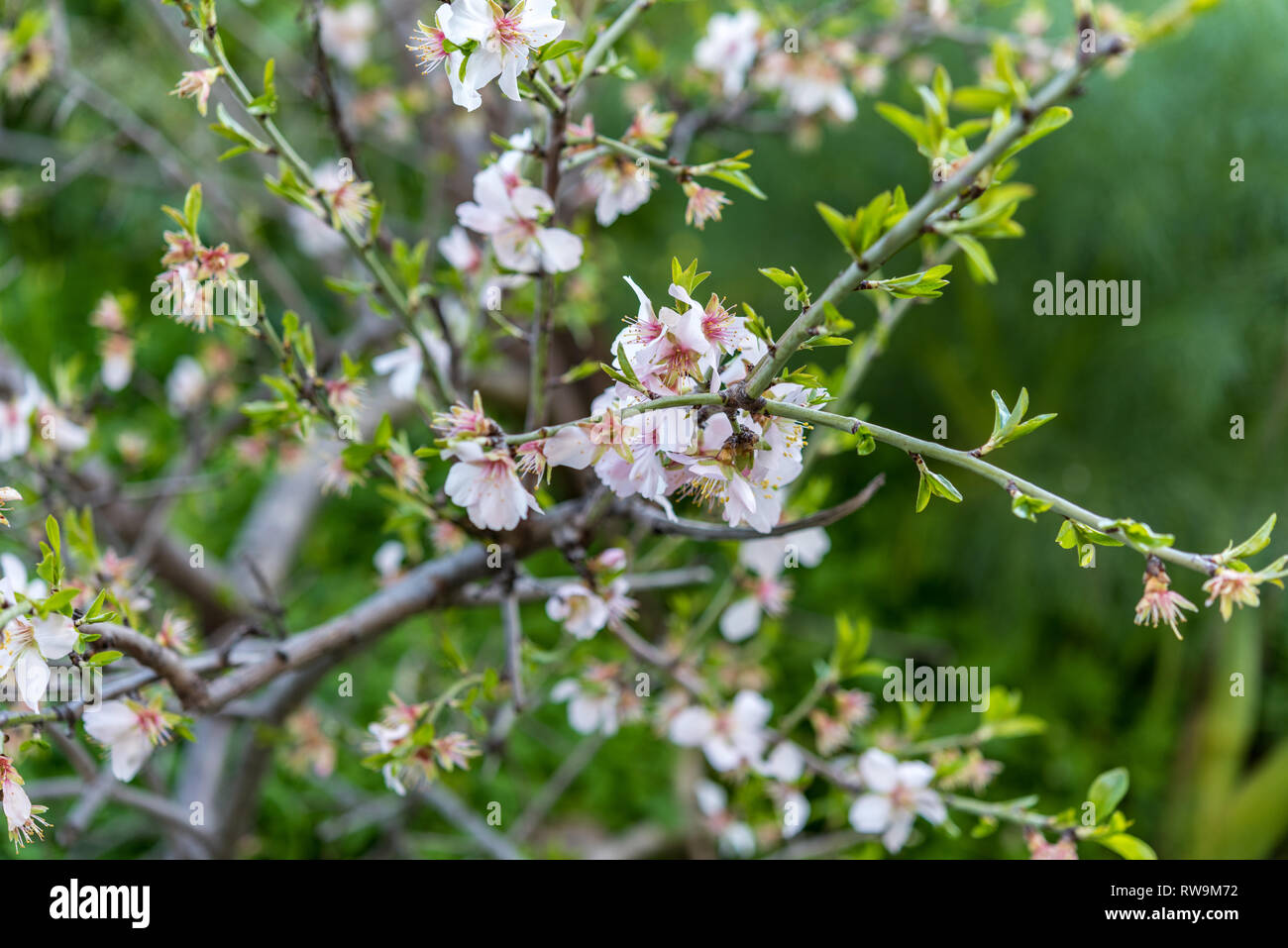 Almond trees blooming - pink - white flowers blue sky green grass in ...