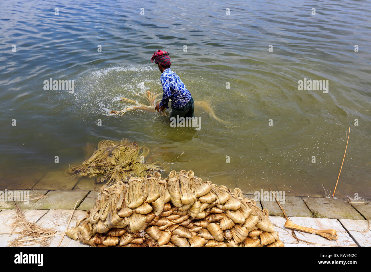 A farmer washing jute fibres in a marsh. Faridpur, Bangladesh Stock ...