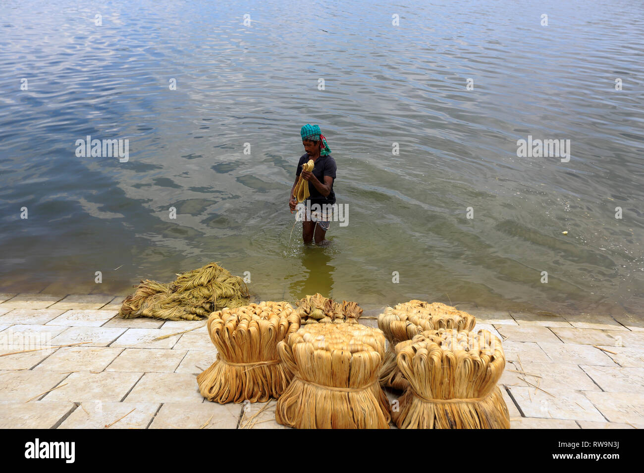 A farmer washing jute fibres in a marsh. Faridpur, Bangladesh Stock ...