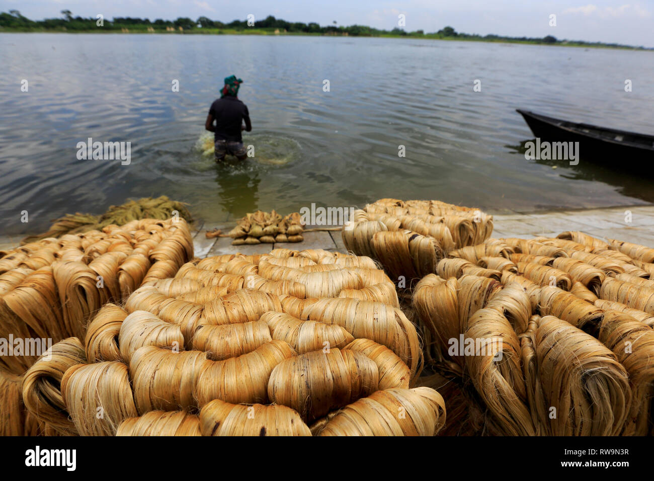A farmer washing jute fibres in a marsh. Faridpur, Bangladesh Stock ...