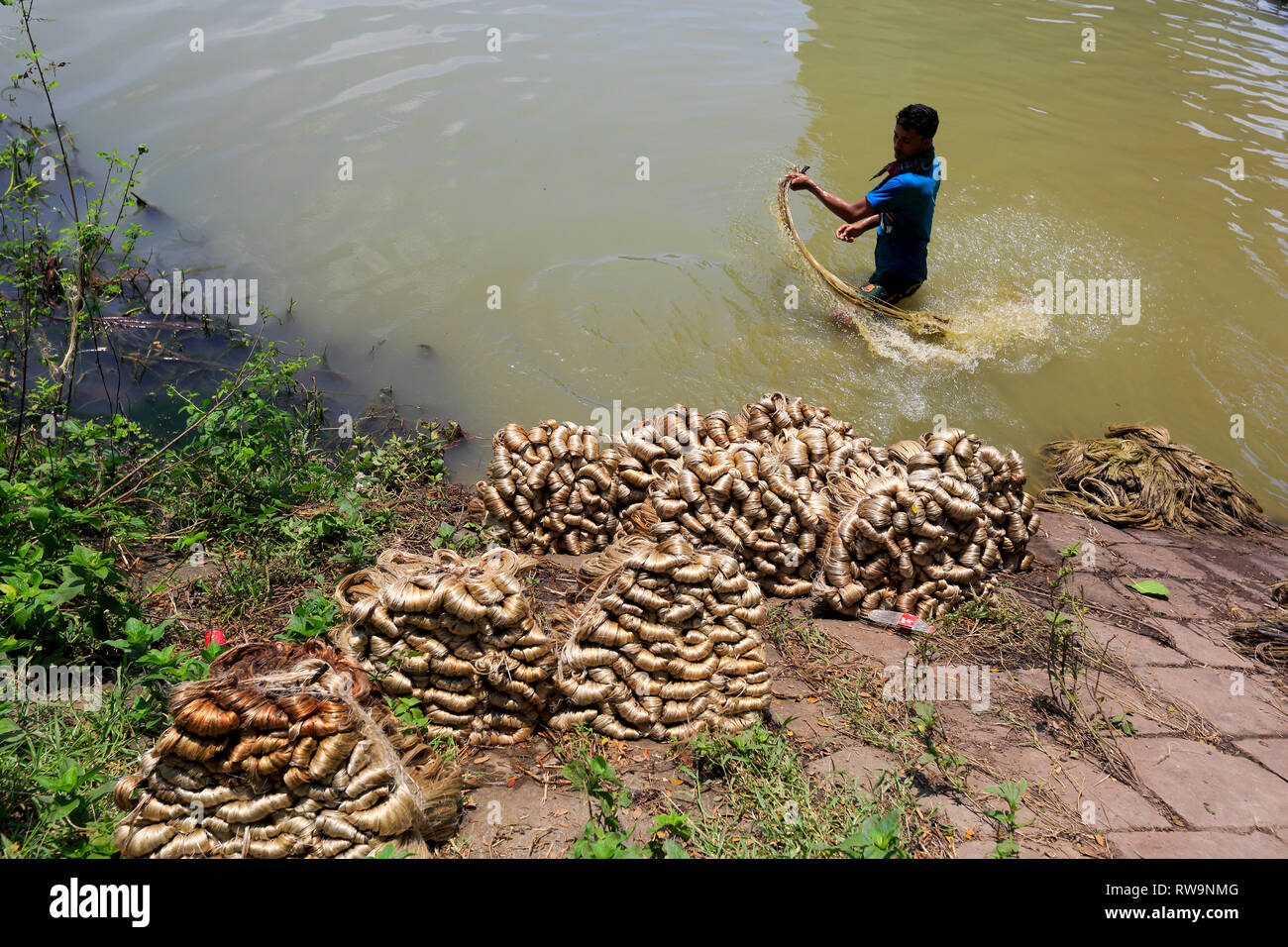 A farmer washing jute fibres in a marsh. Faridpur, Bangladesh Stock ...