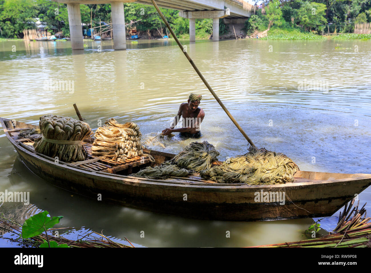 A farmer washing jute fibres in a marsh. Faridpur, Bangladesh Stock ...
