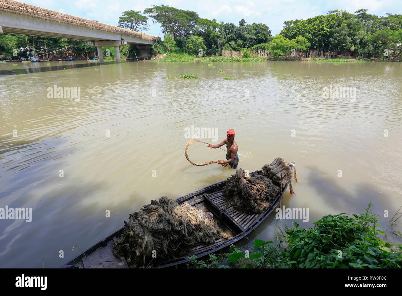 A farmer washing jute fibres in a marsh. Faridpur, Bangladesh Stock ...