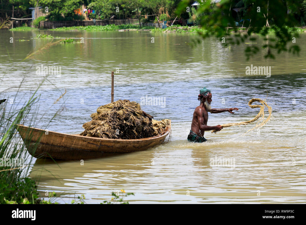 A farmer washing jute fibres in a marsh. Faridpur, Bangladesh Stock ...