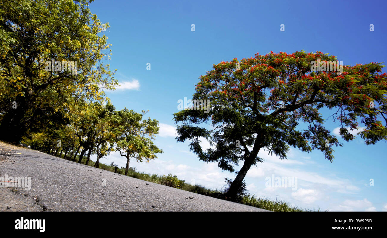 Arbre originaire hi-res stock photography and images - Alamy