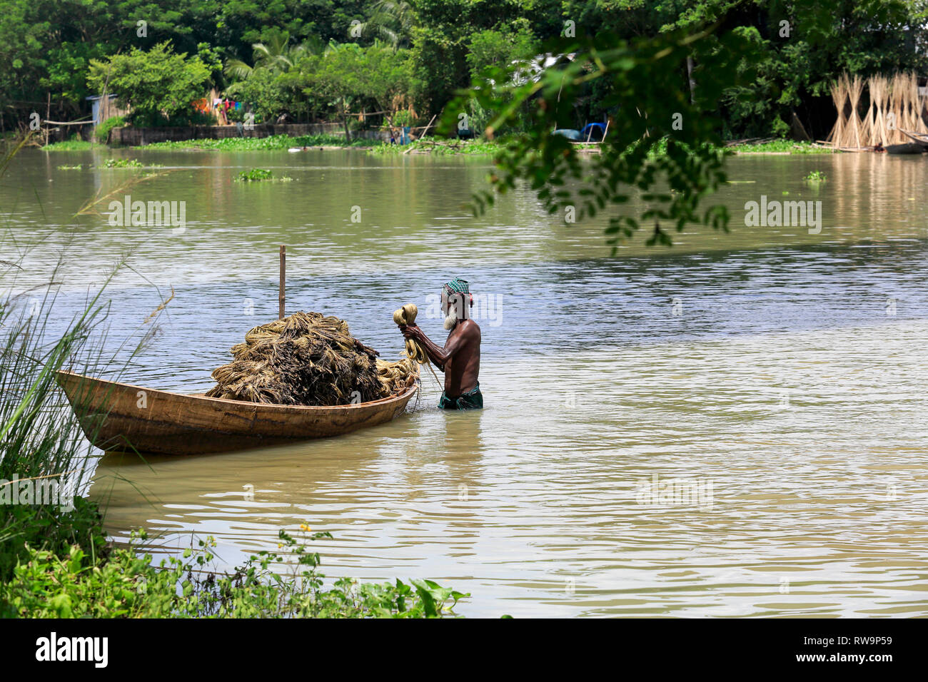 A farmer washing jute fibres in a marsh. Faridpur, Bangladesh Stock ...