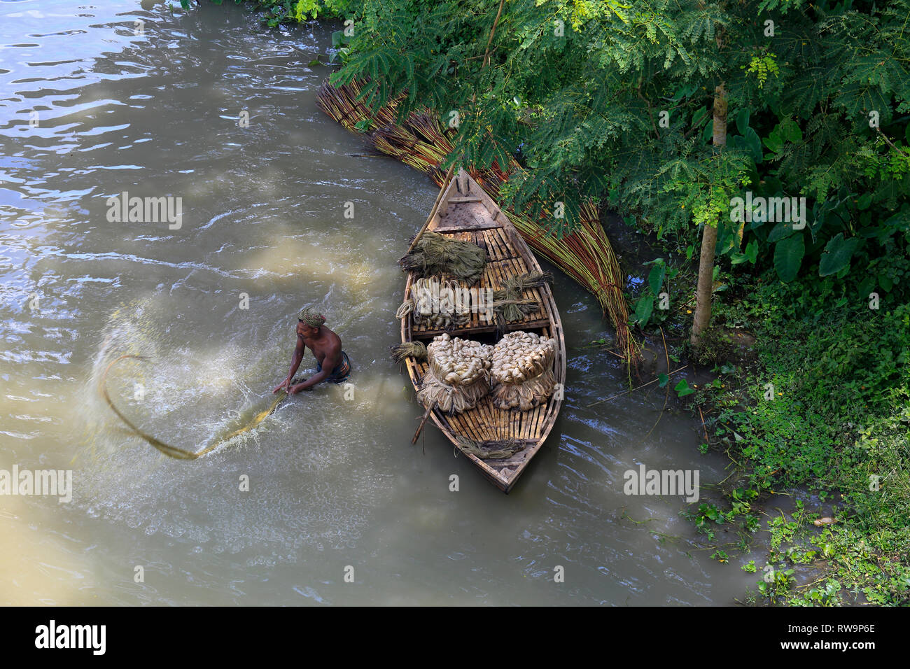A farmer washing jute fibres in a marsh. Faridpur, Bangladesh Stock ...