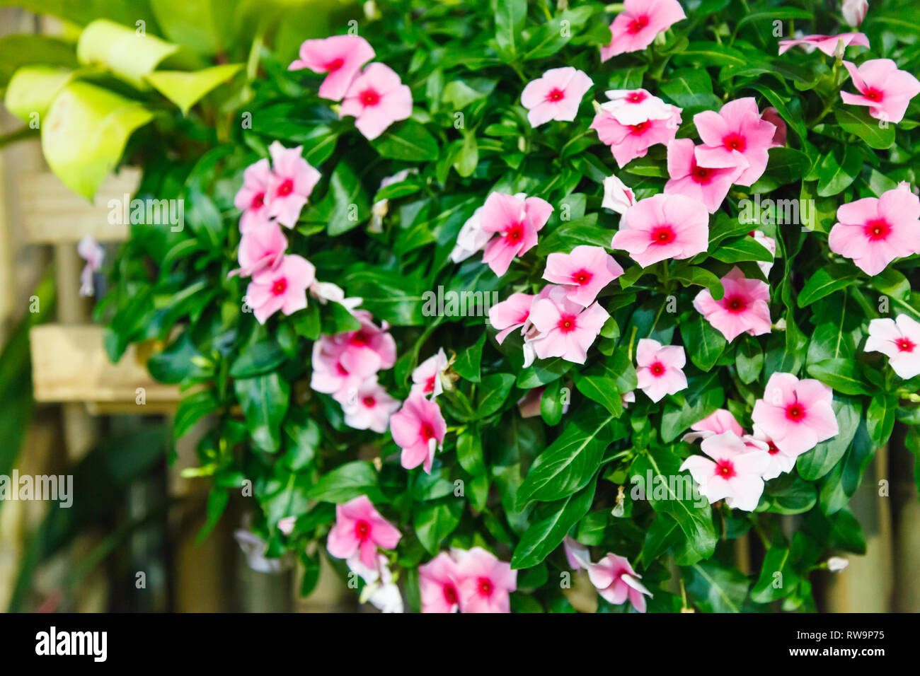 Pink Vinca (Periwinkle) Flowering Evergreen Ornamental Plant with flat ...