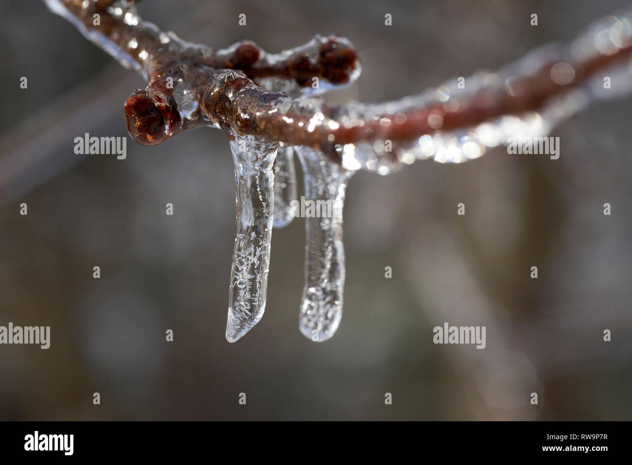 Freezing Rain Trees High Resolution Stock Photography and Images - Alamy