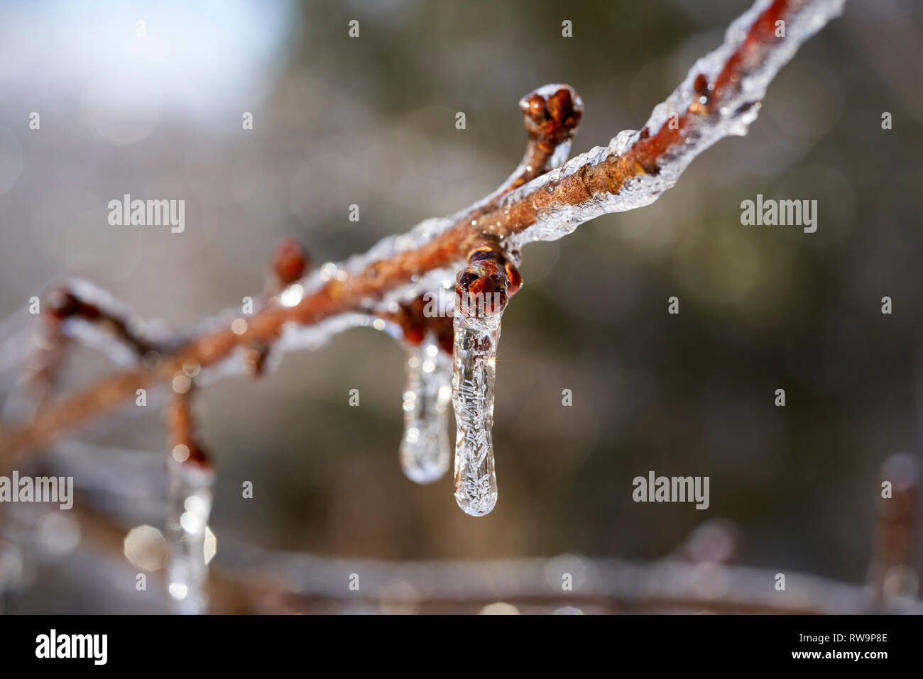 All branches covered with ice hi-res stock photography and images - Alamy