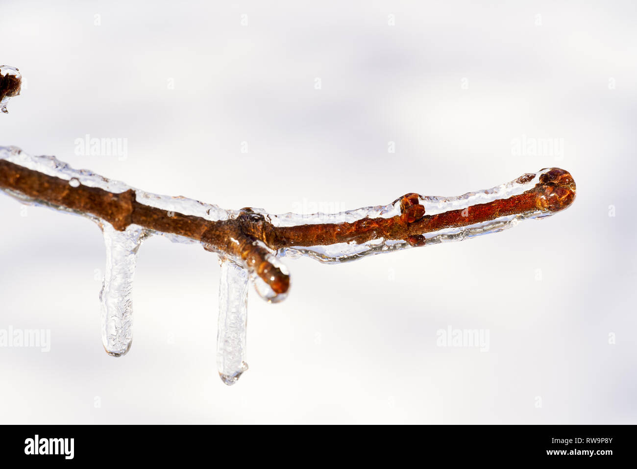 All branches covered with ice hi-res stock photography and images - Alamy