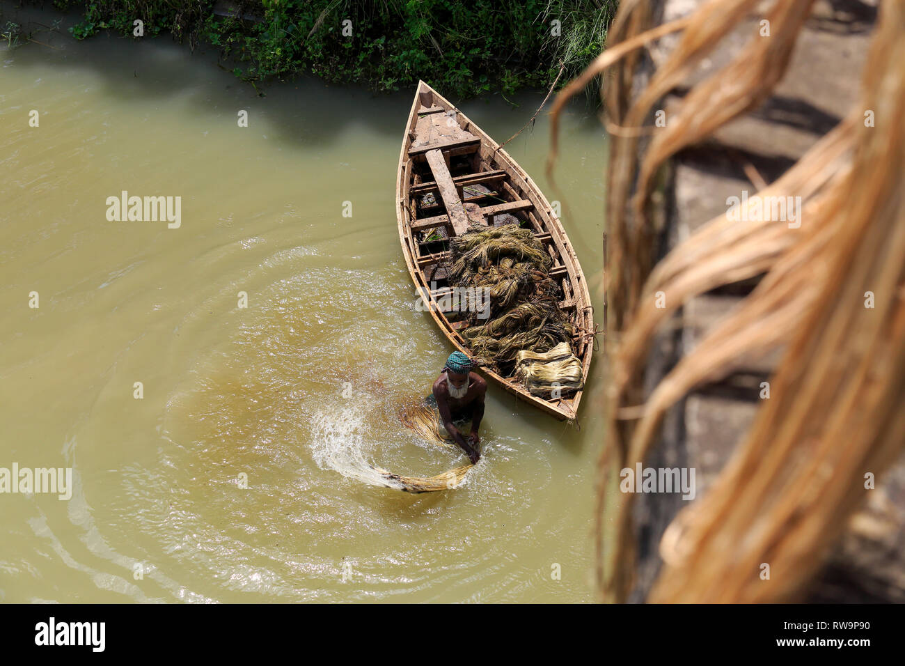 A farmer washing jute fibres in a marsh. Faridpur, Bangladesh Stock ...