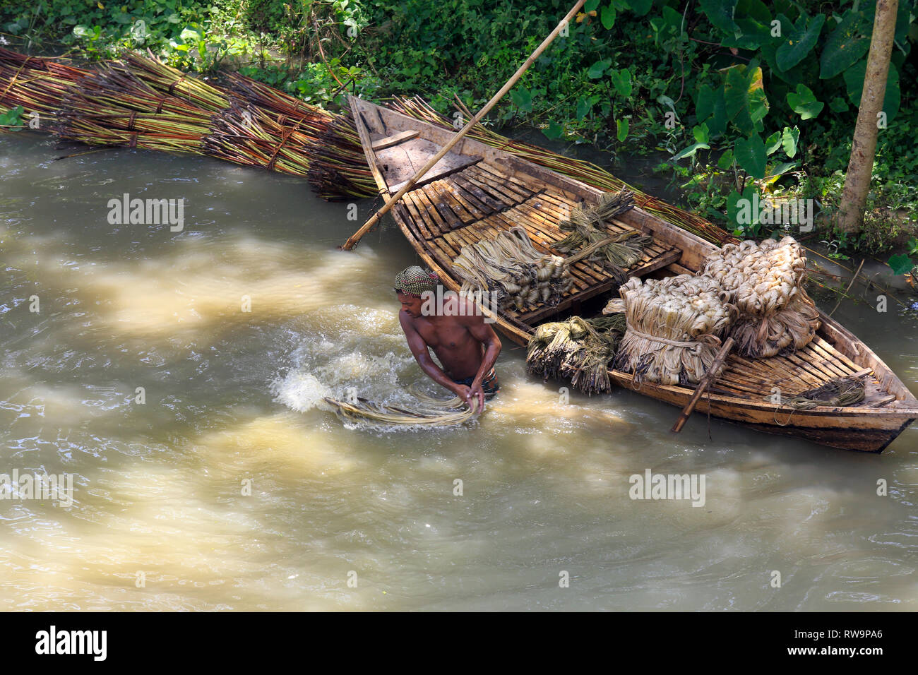 A farmer washing jute fibres in a marsh. Faridpur, Bangladesh Stock ...