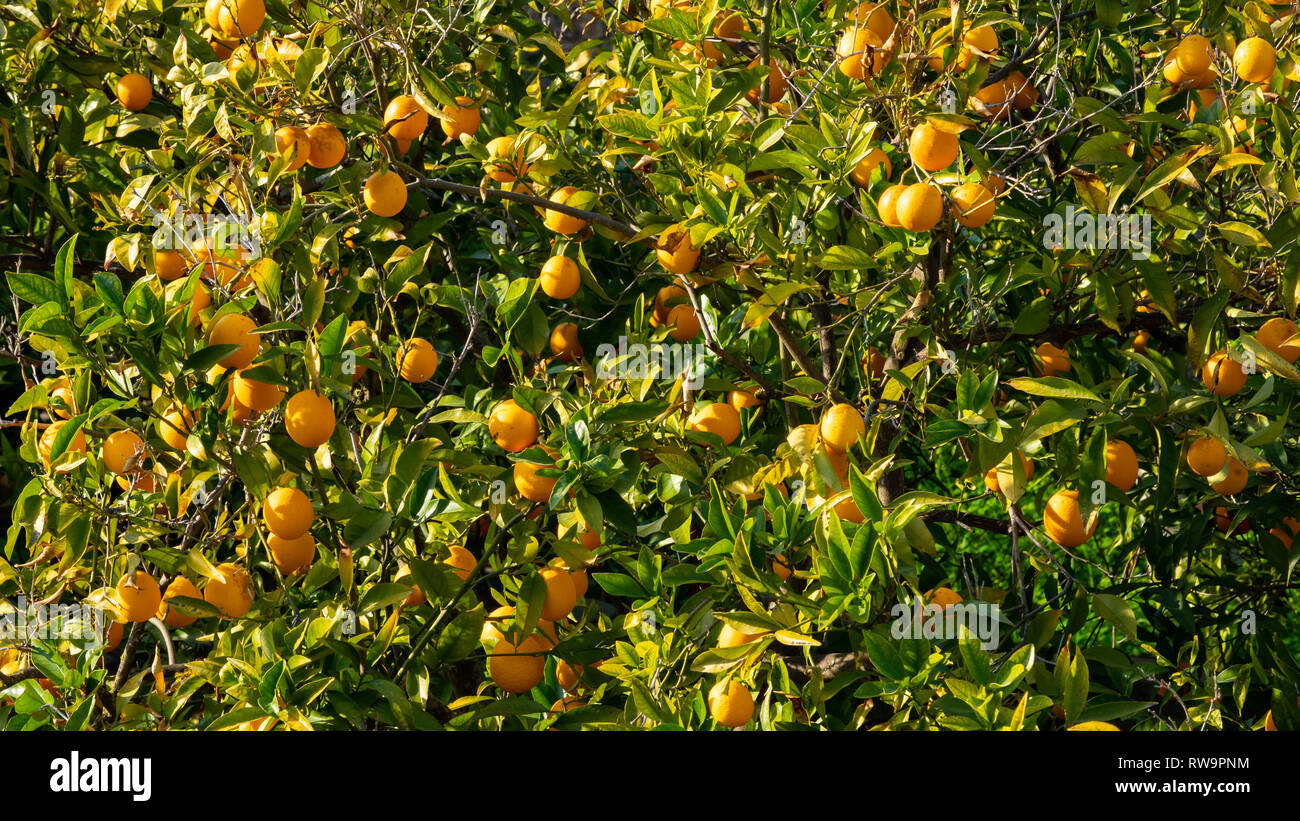 Orange citrus fruit majorca mallorca hi-res stock photography and ...