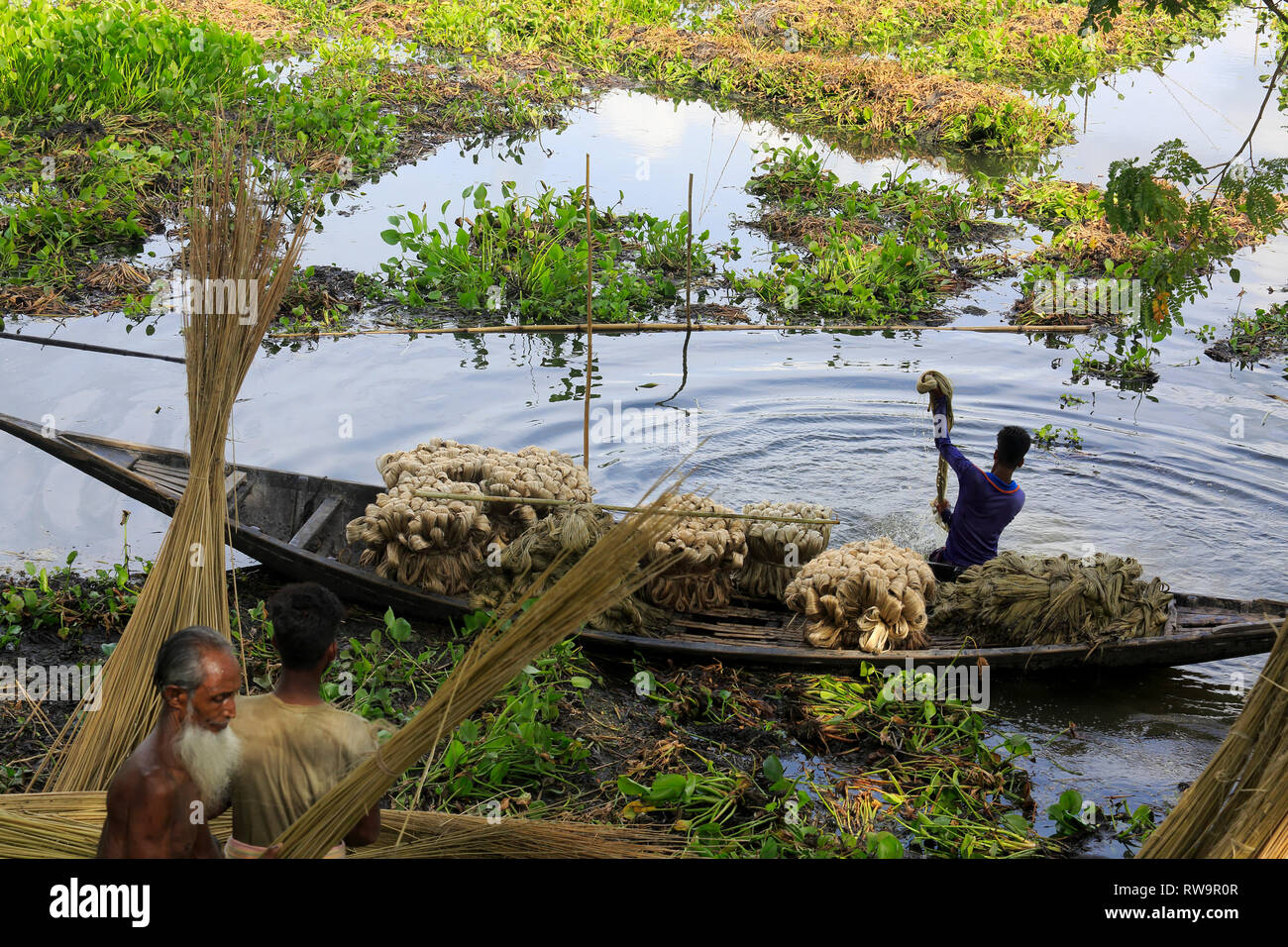 A farmer washing jute fibres in a marsh. Faridpur, Bangladesh Stock ...