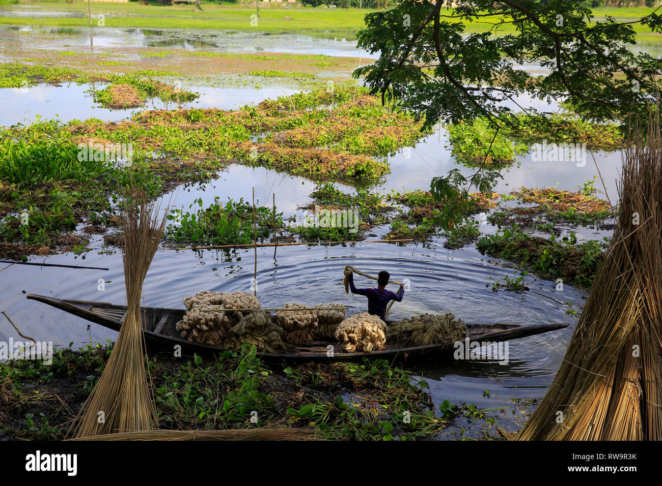 A farmer washing jute fibres in a marsh. Faridpur, Bangladesh Stock ...