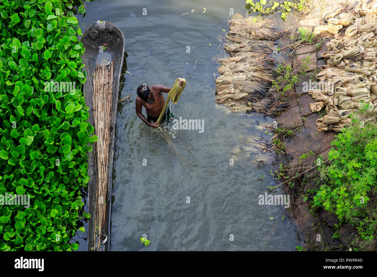 A farmer washing jute fibres in a marsh. Faridpur, Bangladesh Stock ...