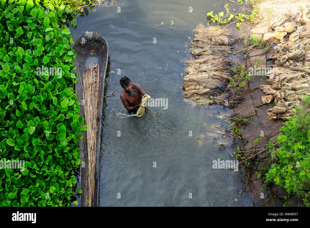 A farmer washing jute fibres in a marsh. Faridpur, Bangladesh Stock ...