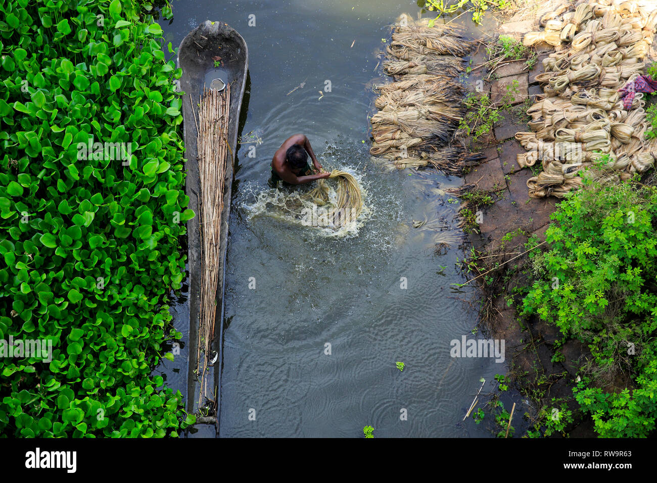 A farmer washing jute fibres in a marsh. Faridpur, Bangladesh Stock ...