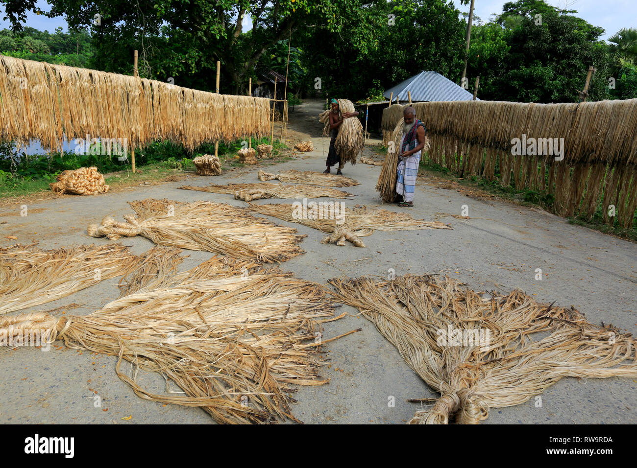 Farmer drying jute fibers on the roadside in Faridpur, Bangladesh Stock ...