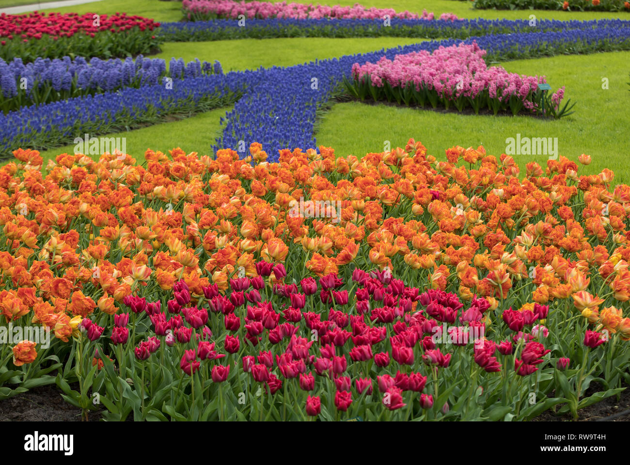 Lisse Netherlands - April 19, 2017: Colorful flowers in the Keukenhof ...