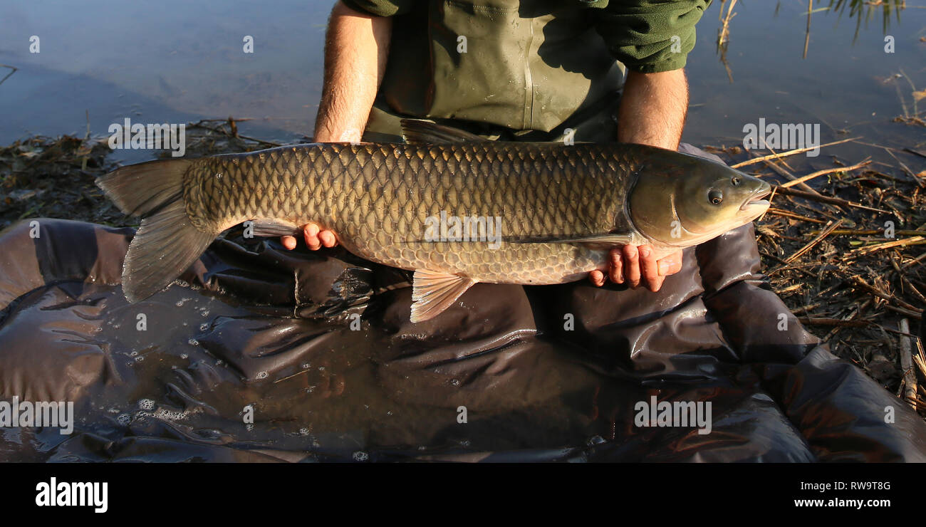 A large amur caught by the angler at fishing competitions Stock Photo ...