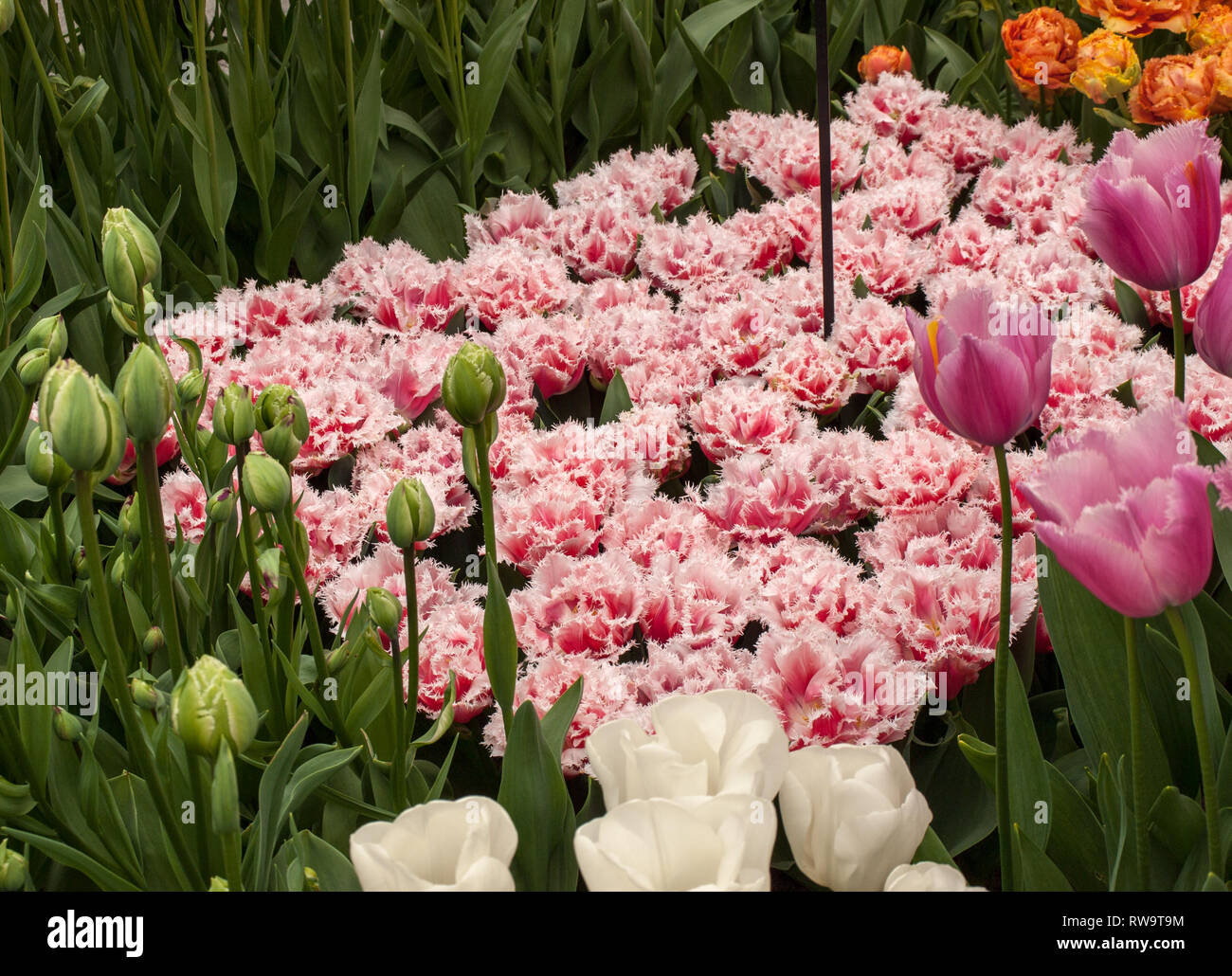 Fringed tulips blooming in a garden. Fringed tulips got their name from ...
