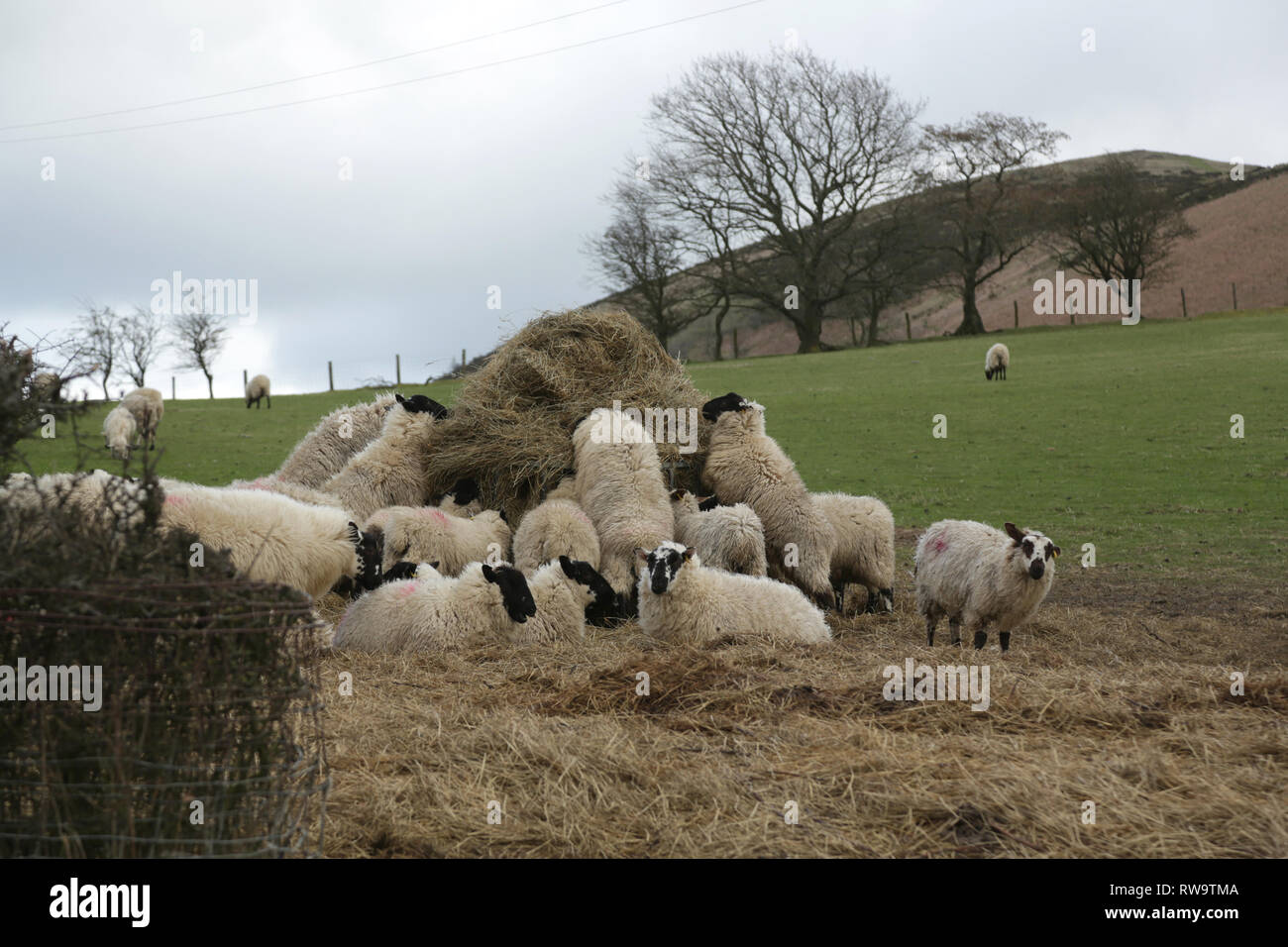 Farmer feeding sheep uk hi-res stock photography and images - Alamy