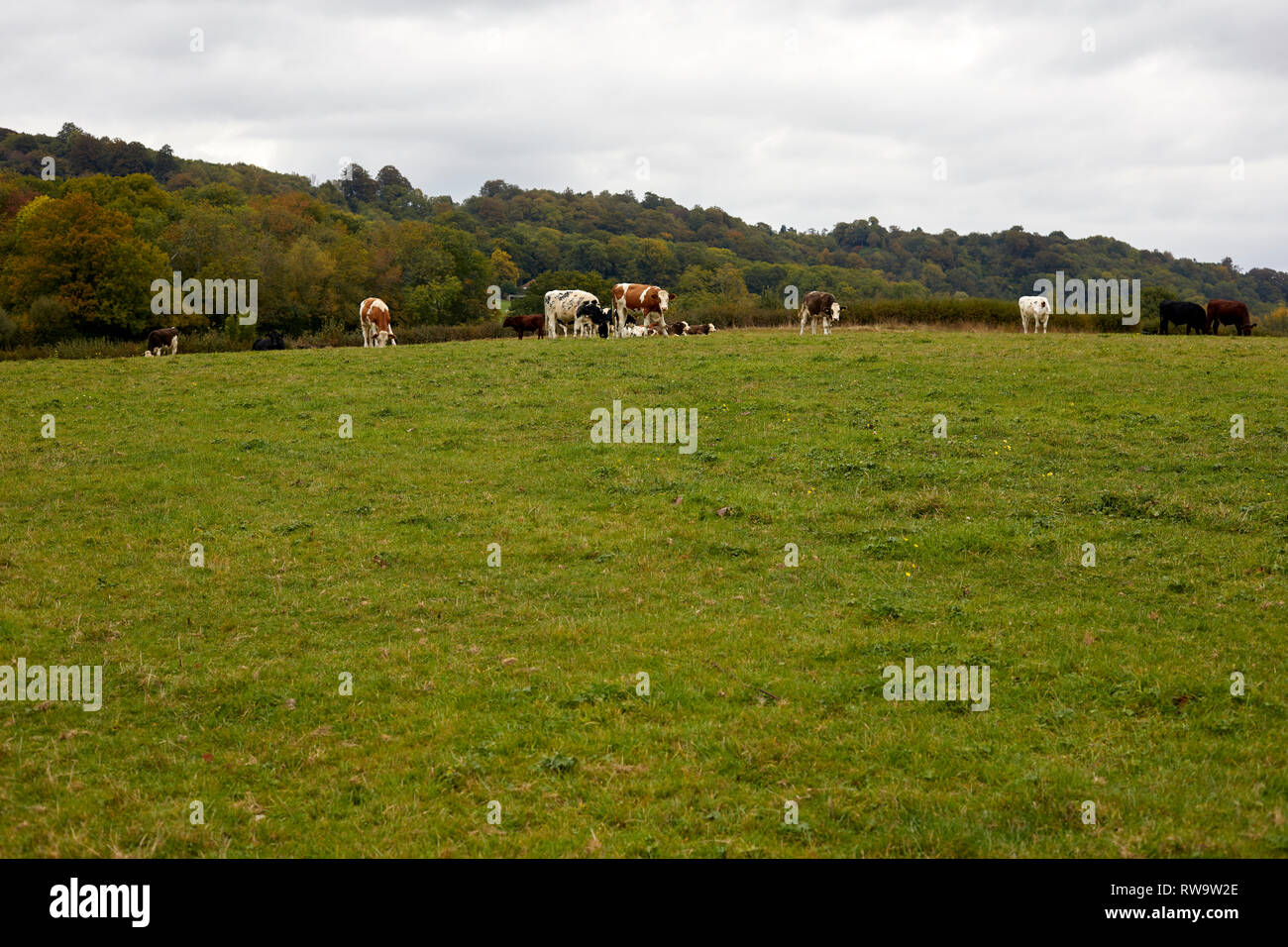 Cows countryside hi-res stock photography and images - Alamy