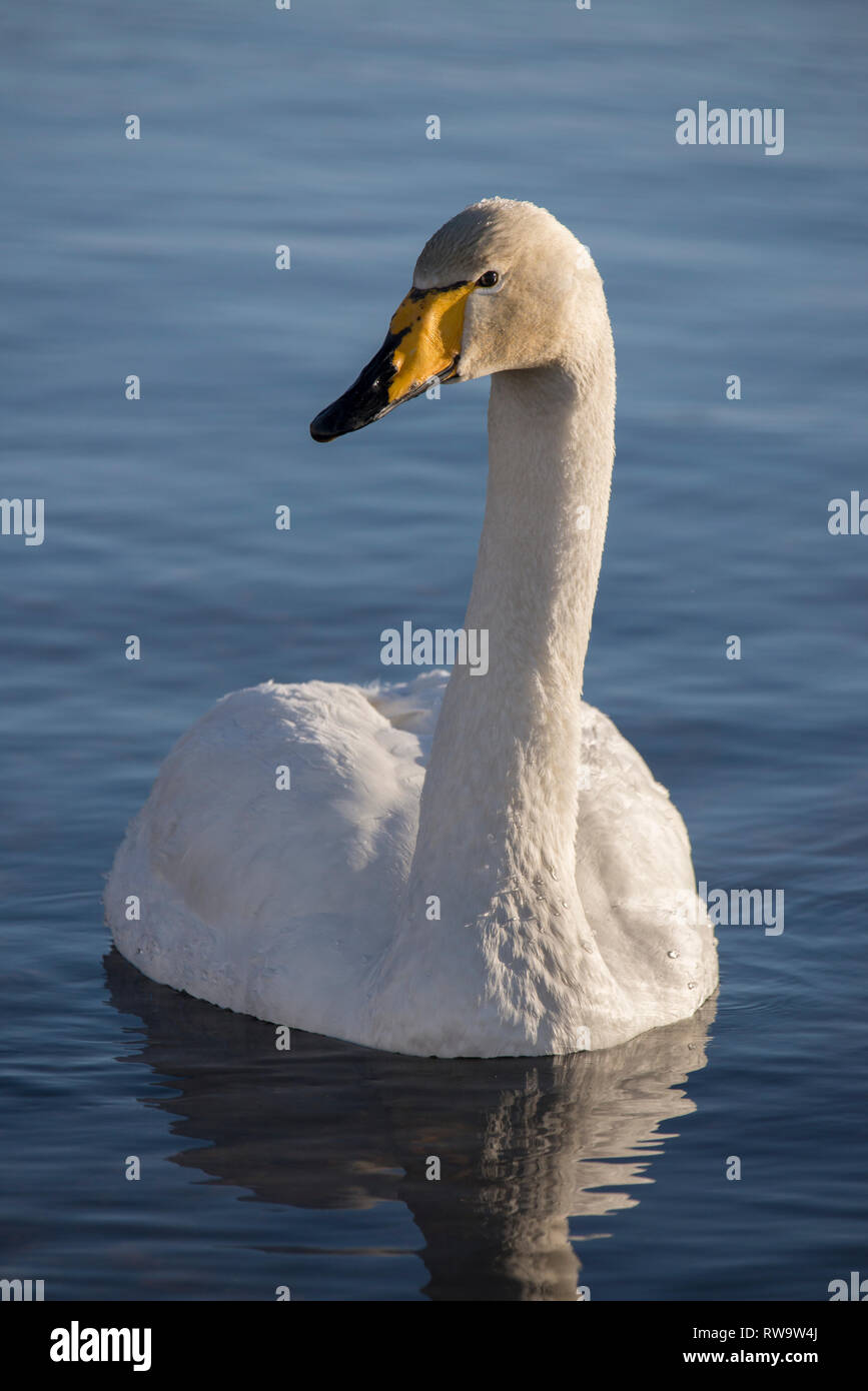 Whooper swan (Cygnus cygnus) in Muonio, Finland Stock Photo - Alamy