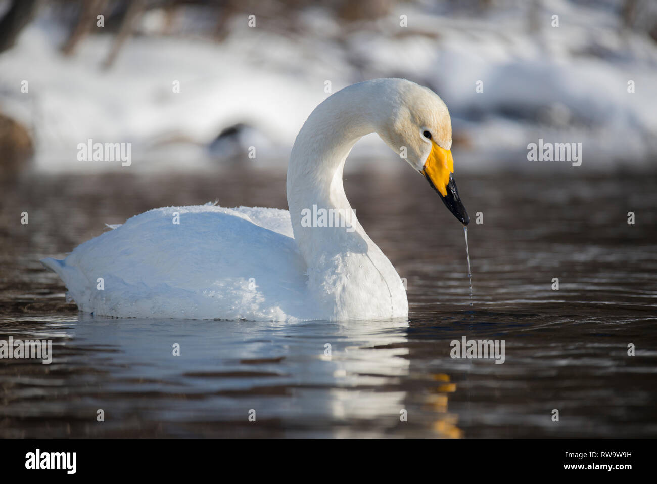 Lapland bird hi-res stock photography and images - Alamy