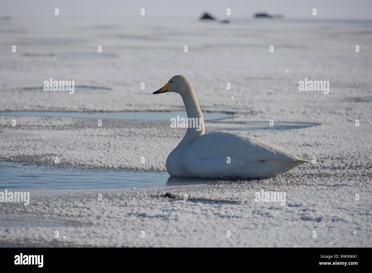 Swan of finland hi-res stock photography and images - Alamy