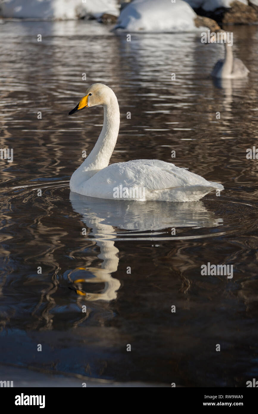 Swan of finland hi-res stock photography and images - Alamy