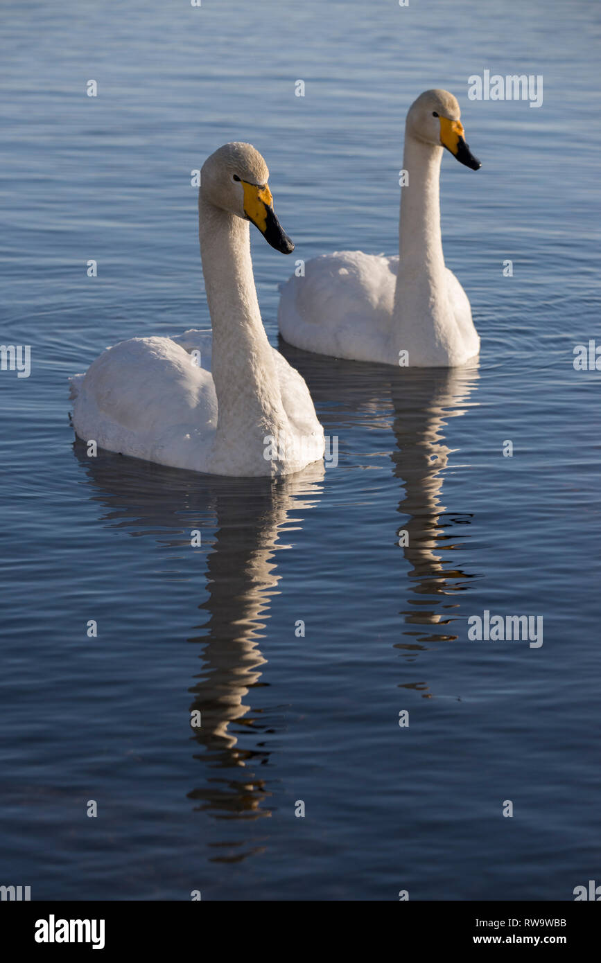 Whooper swan (Cygnus cygnus) in Muonio, Finland Stock Photo - Alamy