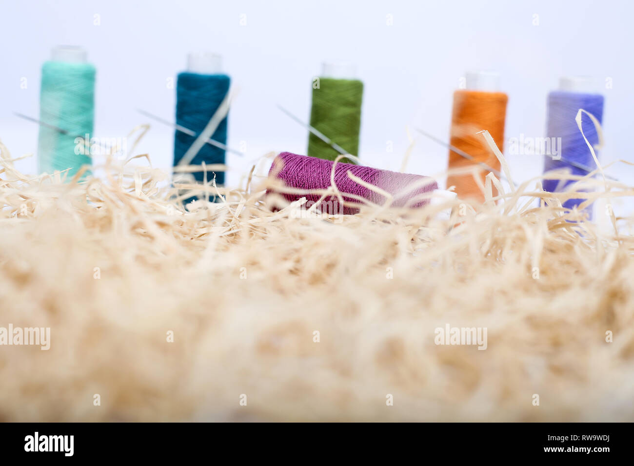 Picture of thread with needle on the rafi grass. Isolated on the white ...