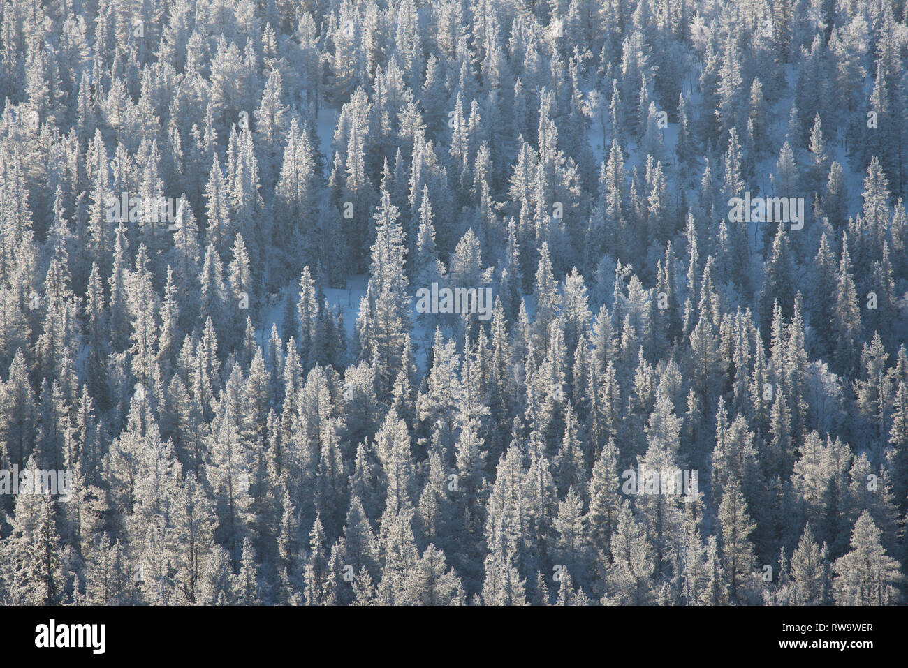 Frosty forest in Muonio, Lapland, Finland Stock Photo - Alamy